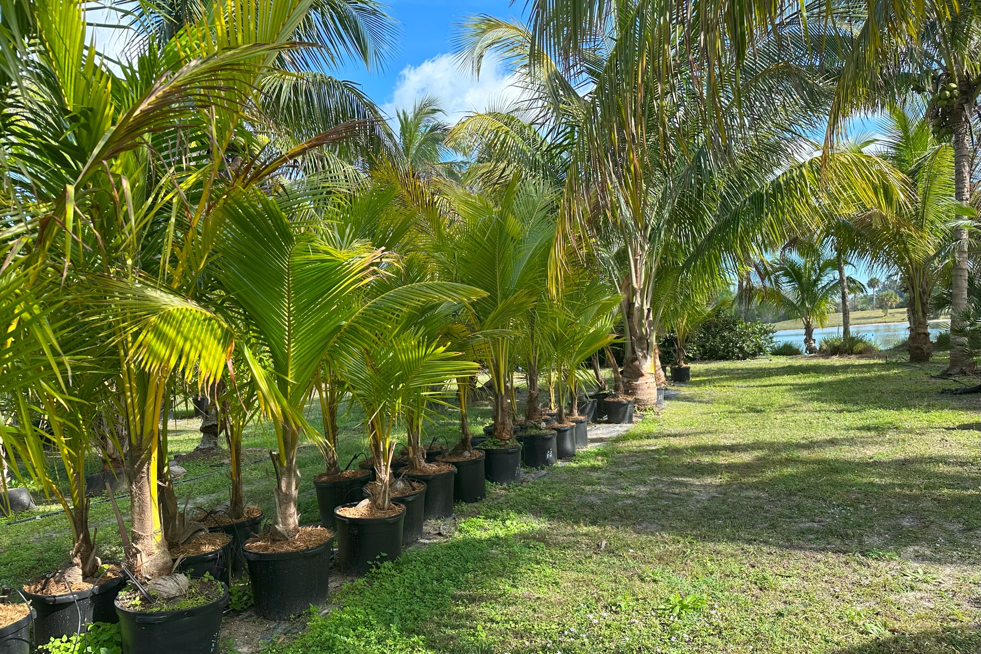 Questions to Ask Before Buying a Palm Tree | Hobe Sound Palm Trees
